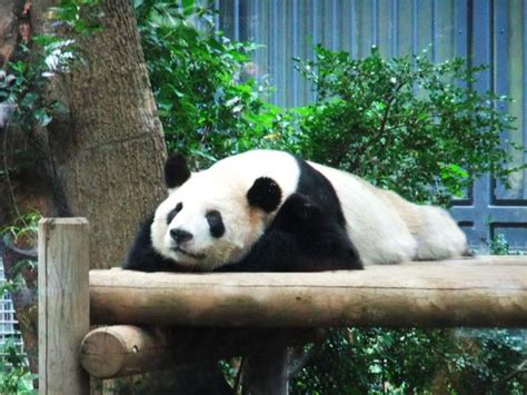 可愛いパンダに癒される上野動物園の魅力と楽しみ方を徹底解説 SeeingJapan