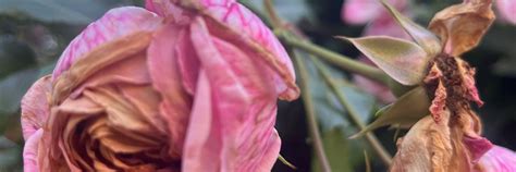 Amy Bsky Social On Bluesky