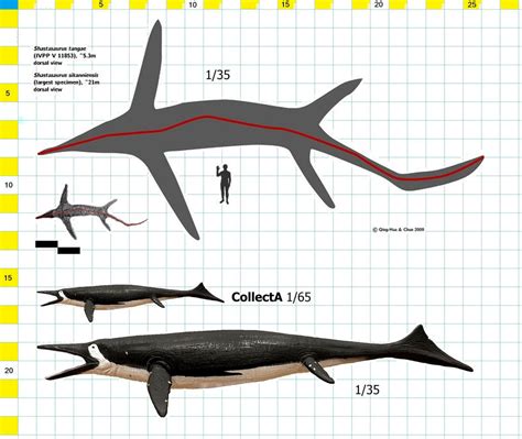 Shonisaurus Ideas By Modelnut On Deviantart