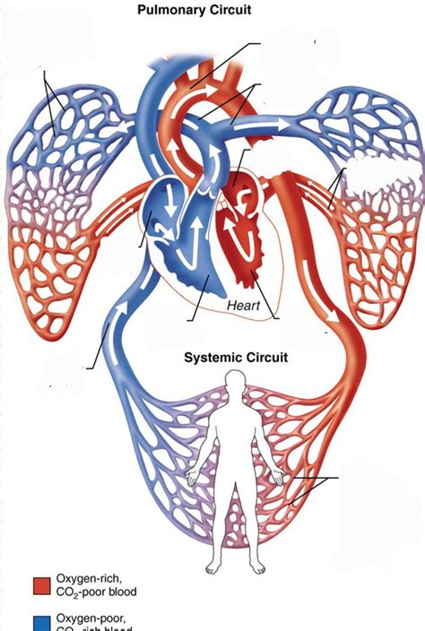 Lab 11 Pulmonary Circut Diagram Quizlet