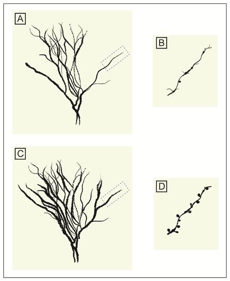 A Schematic Model Depicting Stress Induced Neuronal Atrophy And Its Download Scientific Diagram