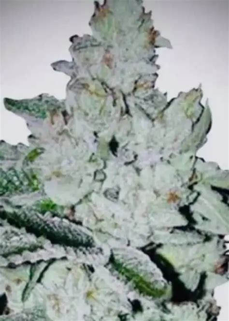 Girl Scout Cookies Auto Seeds By Captain Red Beard Seeds Growdiaries