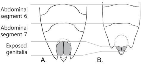 Male Pond Skaters Forced To Sing For Sex New Scientist
