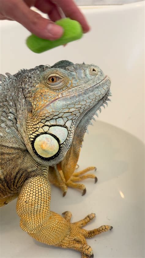 Buddy And Kristaps Lizardthebuddy • Instagram Photos And Videos