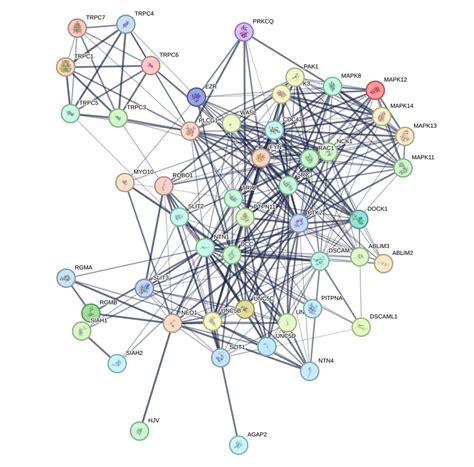 Pathcards Netrin 1 Signaling Pathway And Related Pathways