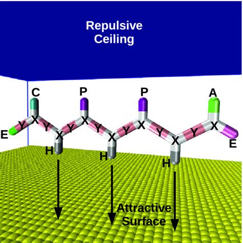 Effects Of Surface Interactions On Peptide Aggregate Morphology The Journal Of Chemical