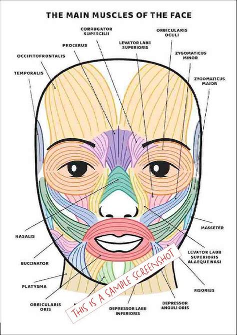 Diagram Of Face Human Face Anatomy