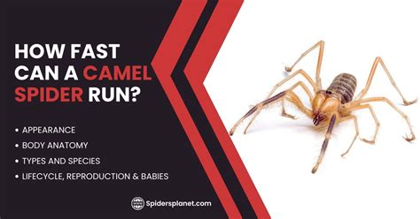 6 Unique Red And Blue Spiders With Photos Spiders Planet