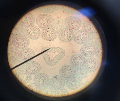 Biol 3100 Lab 8 Flower And Fruit Structure Flashcards Quizlet