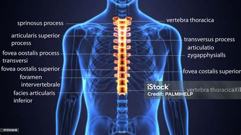 3d 그림의 척추 코드 인간의 골격 해부학의 부분 인간 신경계에 대한 스톡 사진 및 기타 이미지 인간 신경계 척추 신체 부분 척추교정 지압요법 Istock