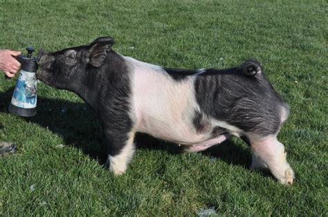 Real Mccoy Genetics Lot 16 En 84 5 Xb Breed Sex Crossbred Barrow
