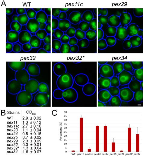 Figure 1 From Peroxisomal Membrane Contact Sites In The Yeast Hansenula Polymorpha Semantic