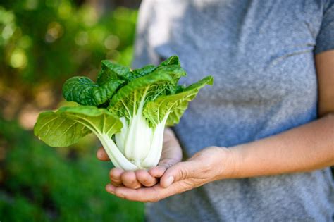 Identify Asian Vegetables An Introduction To Chinese Greens