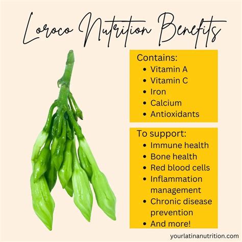 What Is Loroco Nutrition Benefits And Uses — Your Latina Nutrition