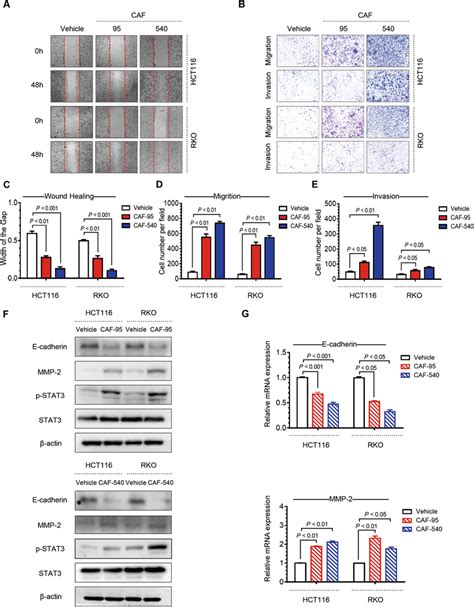 Cafs Promote Crc Cell Invasion And Metastasis Via Emt A C Effects Of Download Scientific
