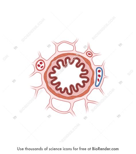 Free Bronchiole Cross Section With Alveoli And Vessels Icons