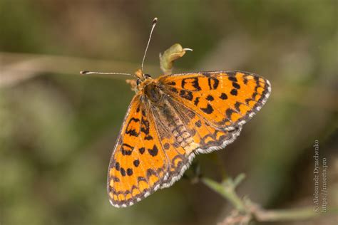 Photo 82735 Melitaea Trivia