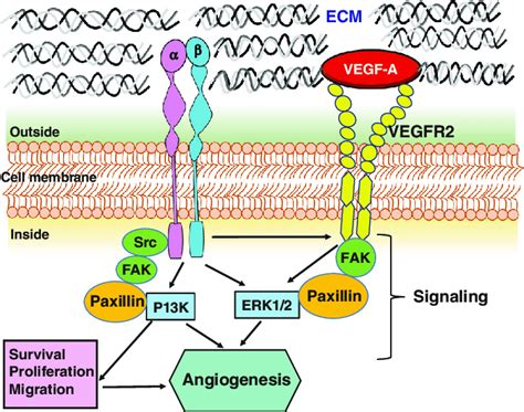 Schematic Of Integrin Regulation Of Angiogenic Signaling The Schematic