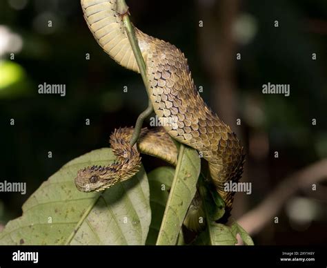 Atheris Hispida