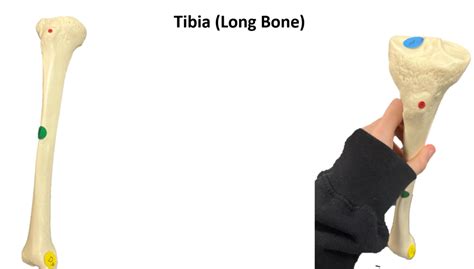 Tibia Long Bone Diagram Quizlet