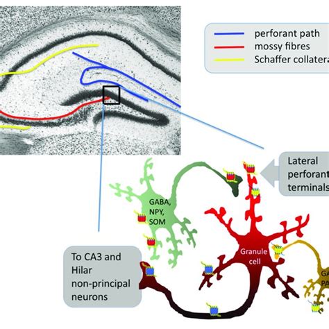 Simplified Scheme Of Hippocampal Dentate Gyrus Network Control By