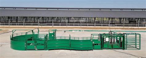Cattle Processing Center Zhengzhou Bangmao Weighing Equipment Co Ltd