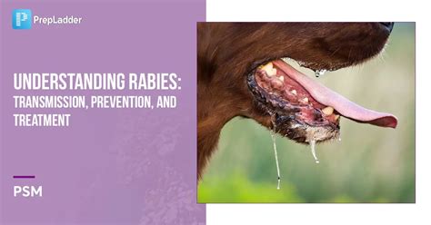 Understanding Rabies Transmission Prevention And Treatment