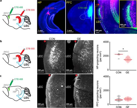 Long Range Monosynaptic Axonal Projections Connecting Neonatal Lec Download Scientific Diagram