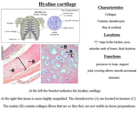 Fibrous Cartilage Location