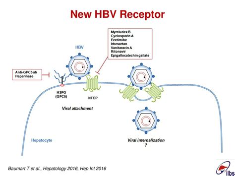 Institute Of Liver And Biliary Sciences Ppt Download