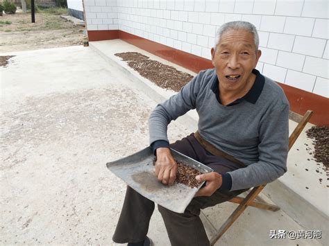 晋南农村，70岁老人中条山里寻找野生柿子，剥柿核栽种柿子母树 搜狐大视野 搜狐新闻