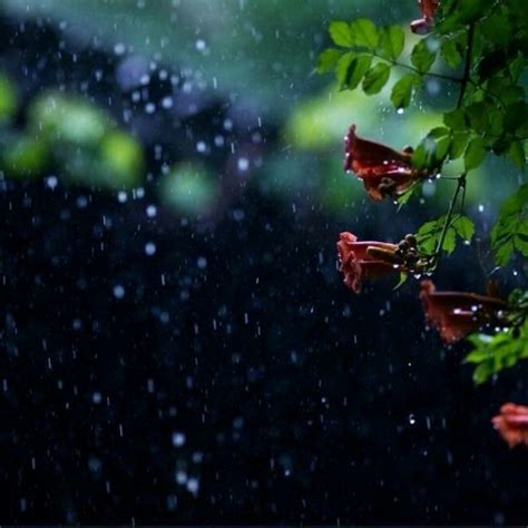 夜晚听雨图片 雨夜听雨图片 秋夜听雨图片 大山谷图库