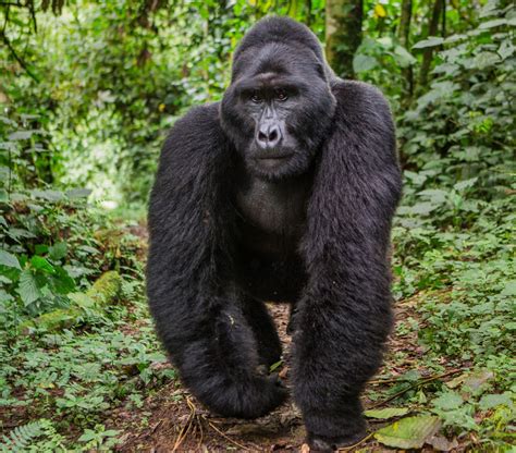 Facts About Mountain Gorillas Amakula African Safaris