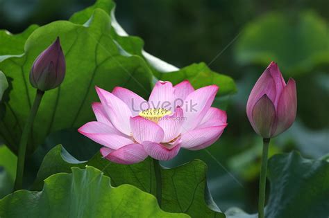 연꽃 사진 무료 다운로드 Lovepik