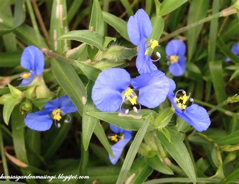 Garden Musings Blue Flowering Grass