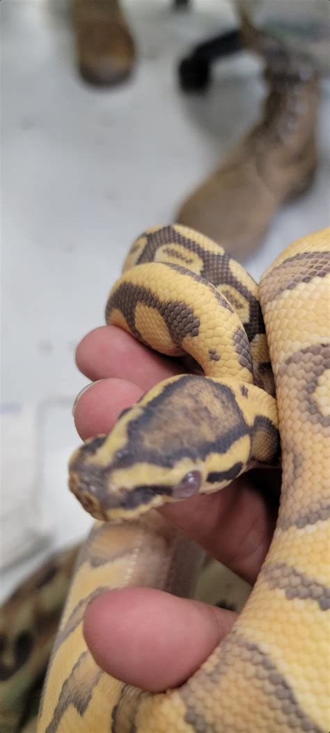 Swollen Eye Suspect Blocked Lacrimal Duct Ball Pythons MorphMarket Reptile Community