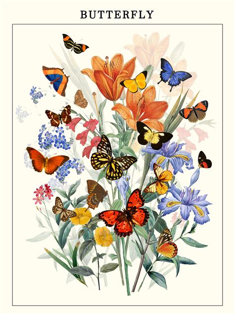 Butterfly管你西红柿ada 站酷zcool
