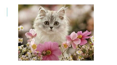 Властивості функції парні і непарні зростання і спадання функції презентация онлайн