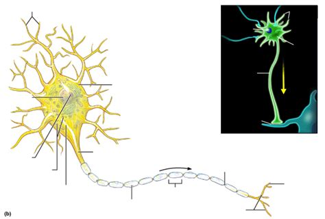 Neuron Diagram Labelled With Its Different Parts Learn With Diagram