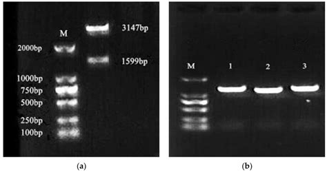 Double Enzyme Digestion Identification And Pcr Verification Of Positive Download Scientific
