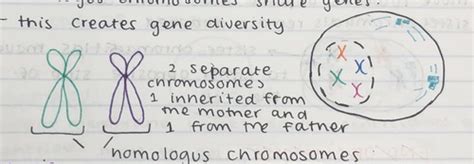 Meiosis Flashcards Quizlet