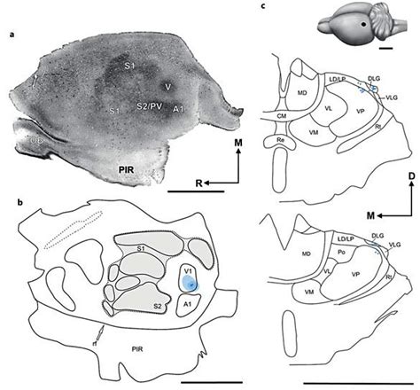 Primary Visual Cortex V1 In Giant Mole Rat Fukomys Mechowii A