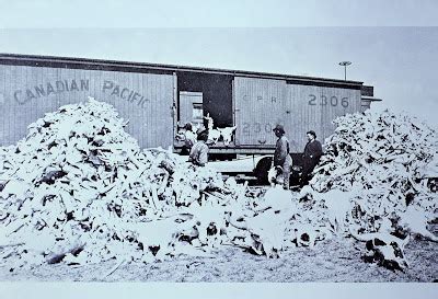Metal On Metal The Great 1870 Buffalo Massacre