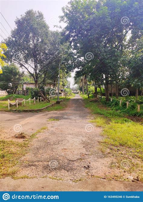 Scary Path In Between The Trees Stock Photo Image Of Scary Forest