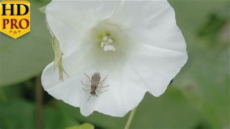 A Bug Inside The Flower Of Field Bindweed Plant Stock Footage Videohive