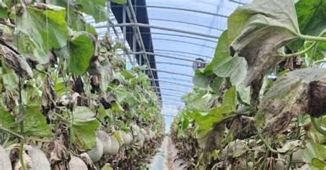 햇빛 나지 않아 수확 앞둔 멜론·딸기 썩어평생 처음 겪는 일