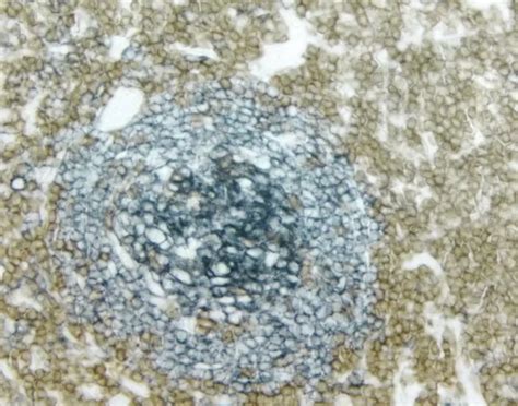 Dab Staining Dab Peroxidase Substrate Kit Vector Labs