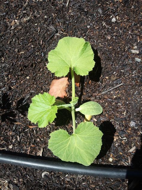 Apt Garden Planting Pumpkin Seeds For Halloween