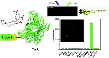 Rapid Detection Of Thioredoxin Reductase With A Fluorescent Probe Via A Tag Sec Method