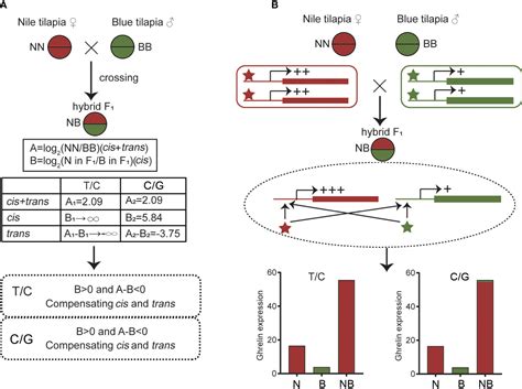 Frontiers Nonadditive And Allele Specific Expression Of Ghrelin In Hybrid Tilapia